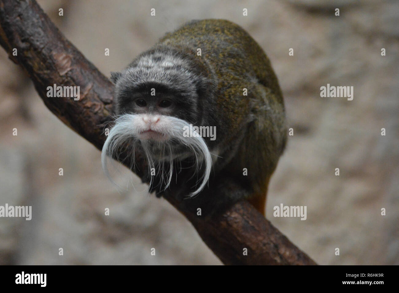 Emperor tamarin on a branch Stock Photo - Alamy