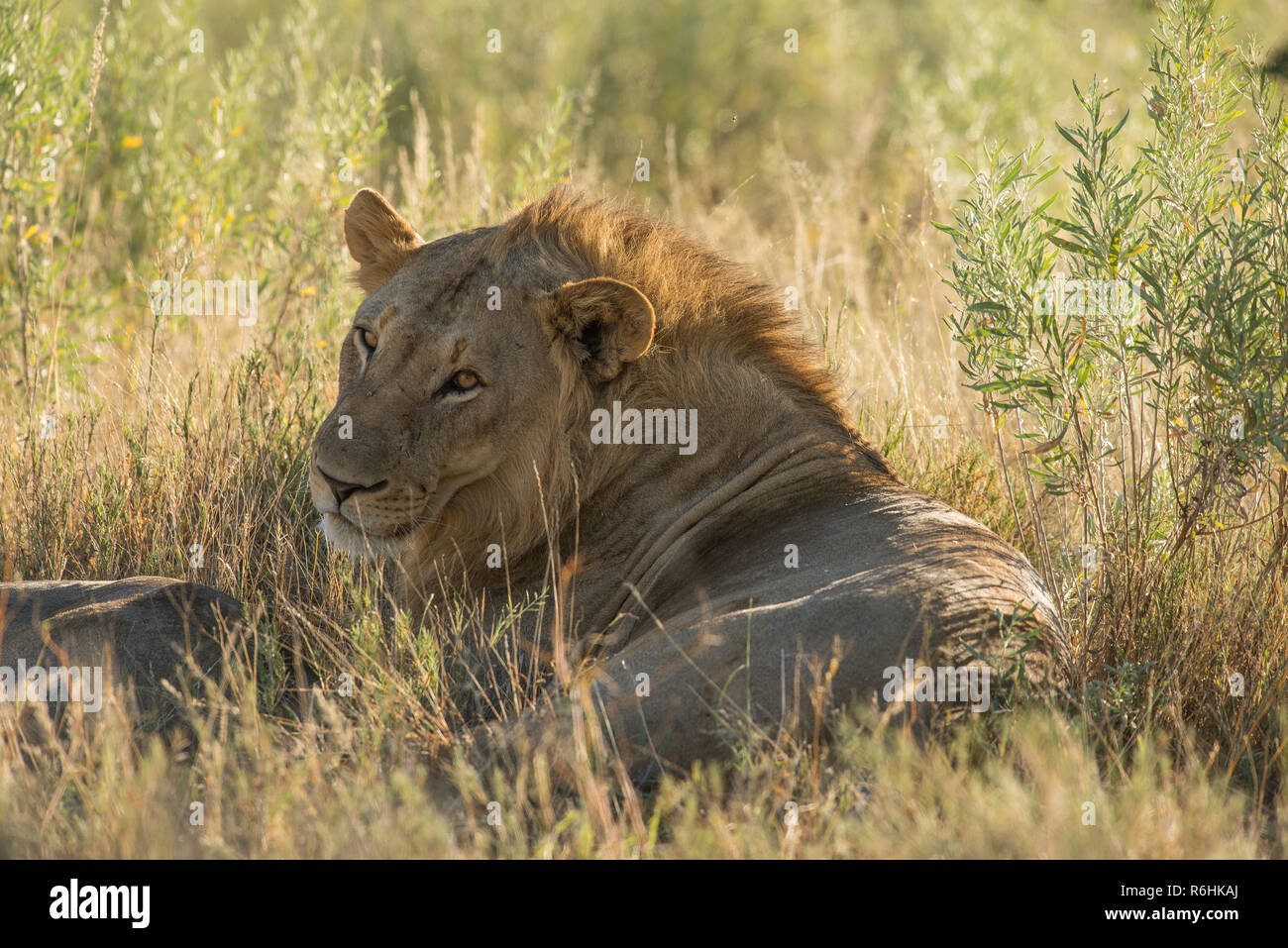 Mail lion hi-res stock photography and images - Alamy
