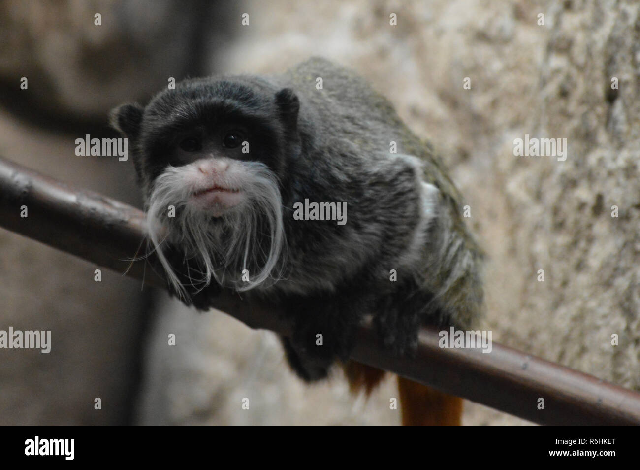 Emperor tamarin on a branch Stock Photo - Alamy