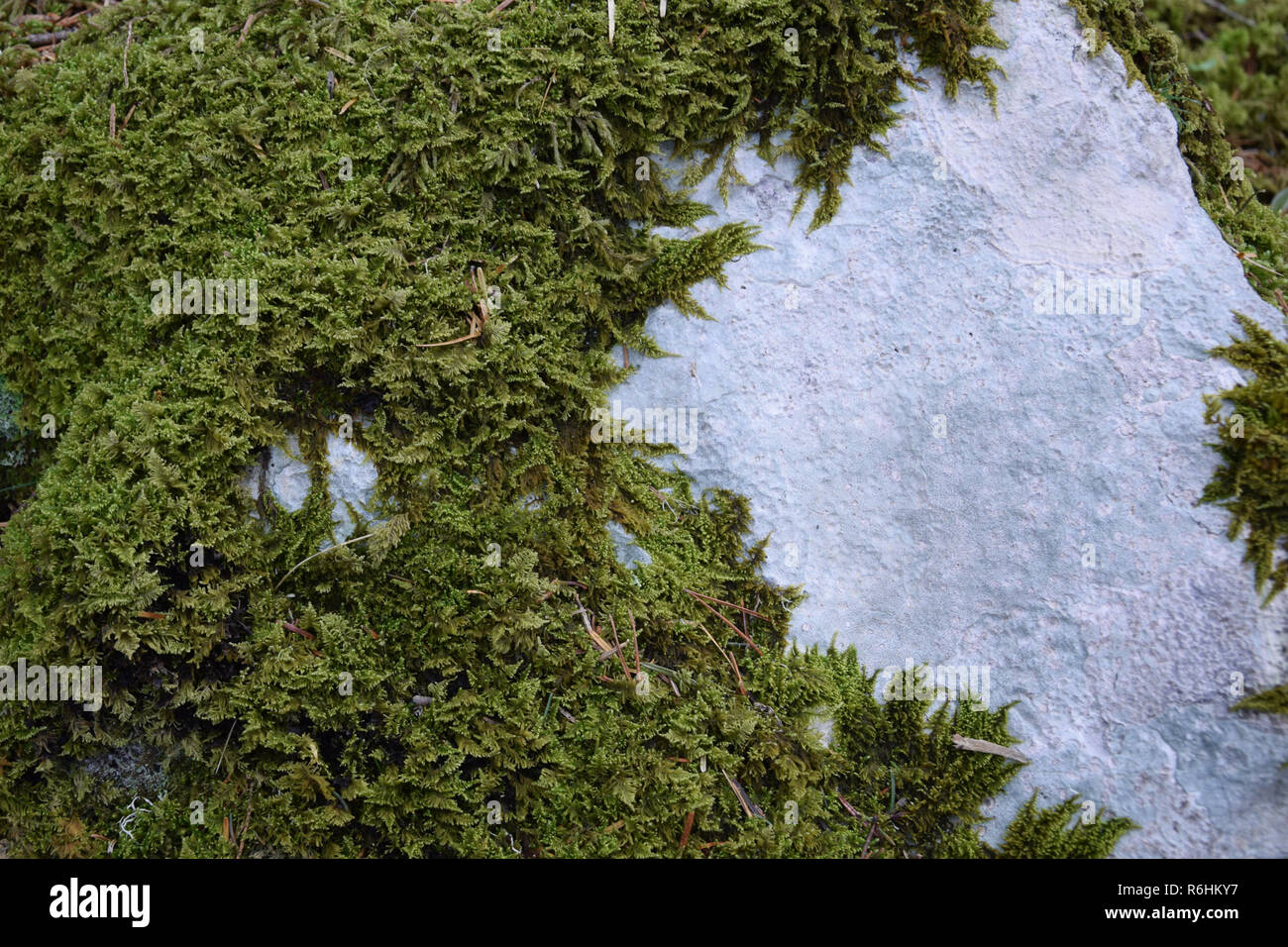 Rock with green moss and lichen. Texture Stock Photo - Alamy
