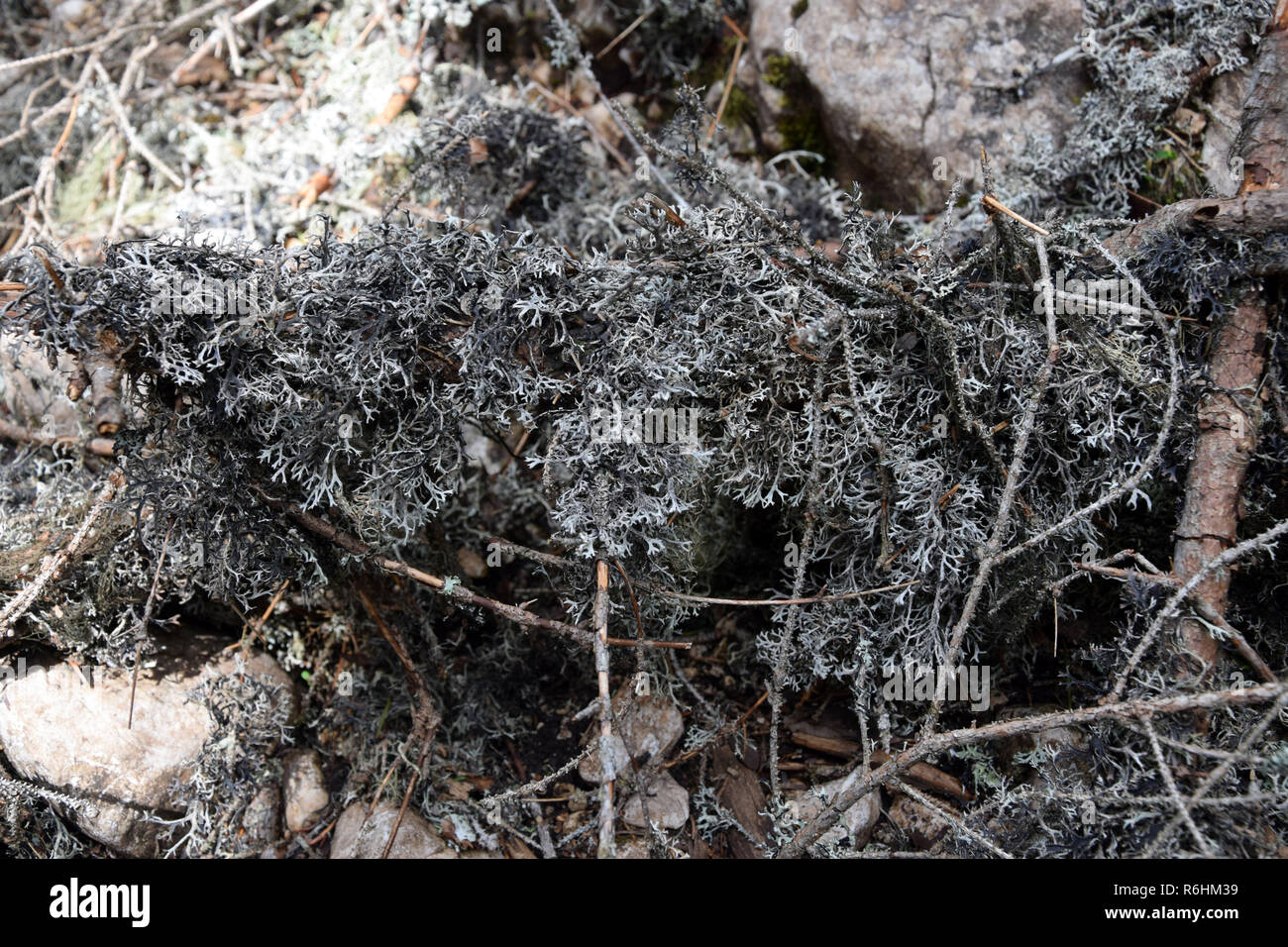 Foliar lichens on tree branch. Mountains lichens Stock Photo - Alamy