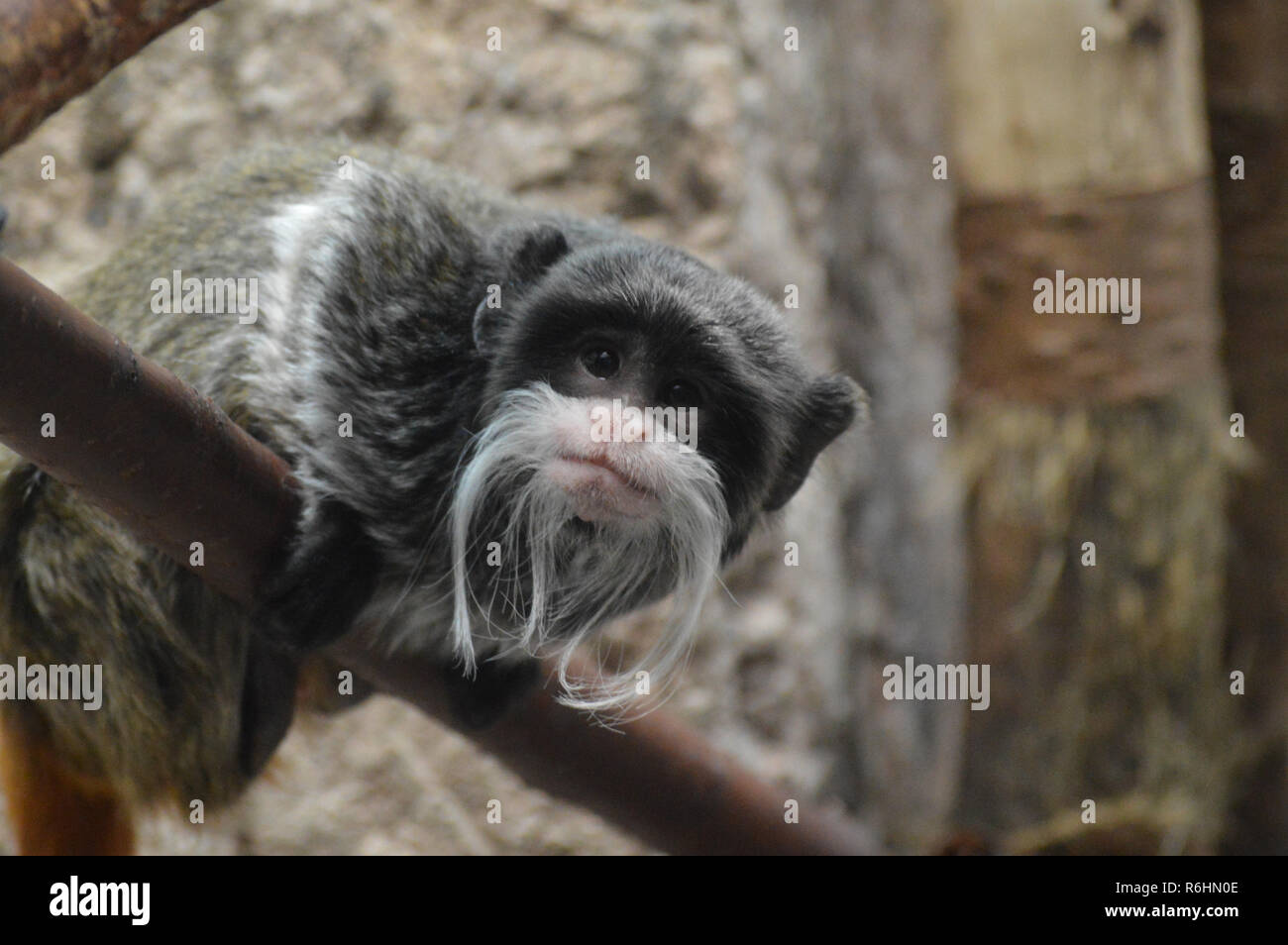 Emperor tamarin on a branch Stock Photo - Alamy