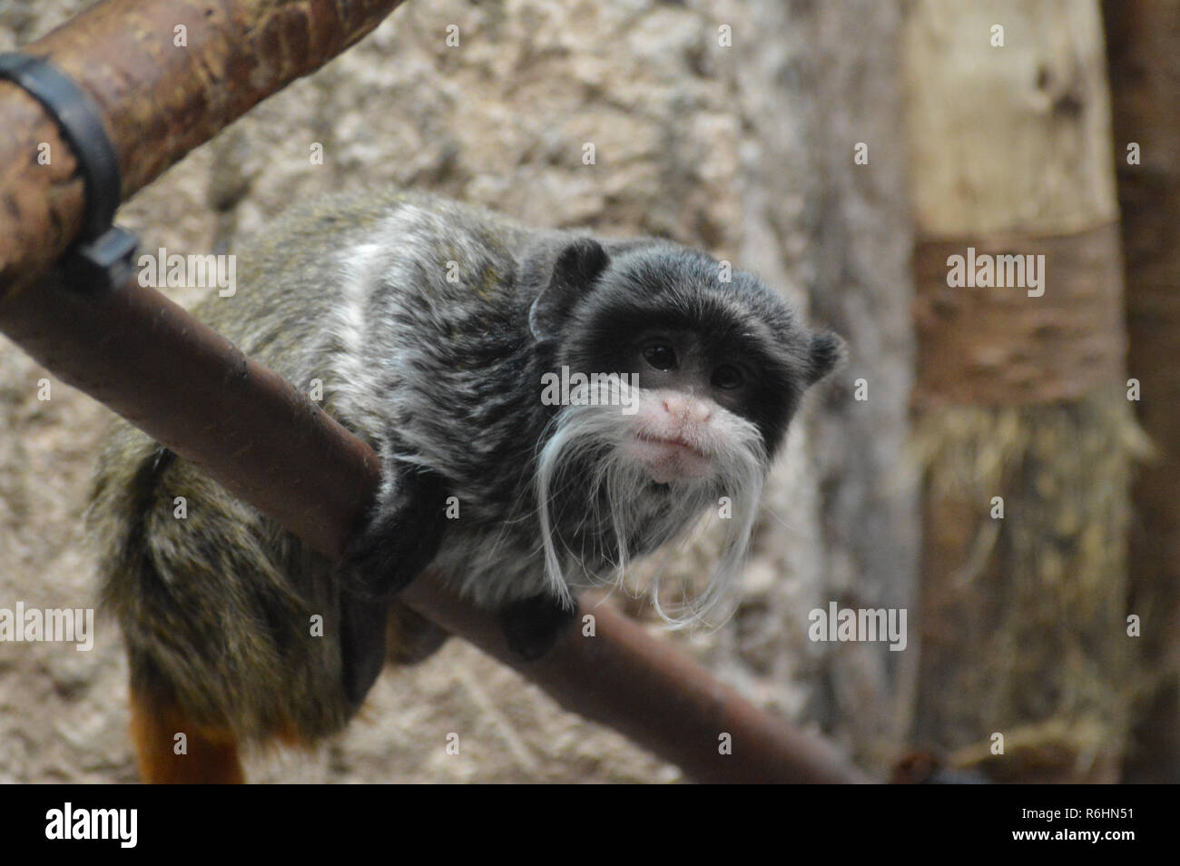 Emperor tamarin on a branch Stock Photo - Alamy