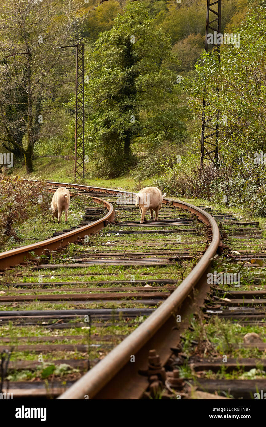 Pig rails hi-res stock photography and images - Alamy