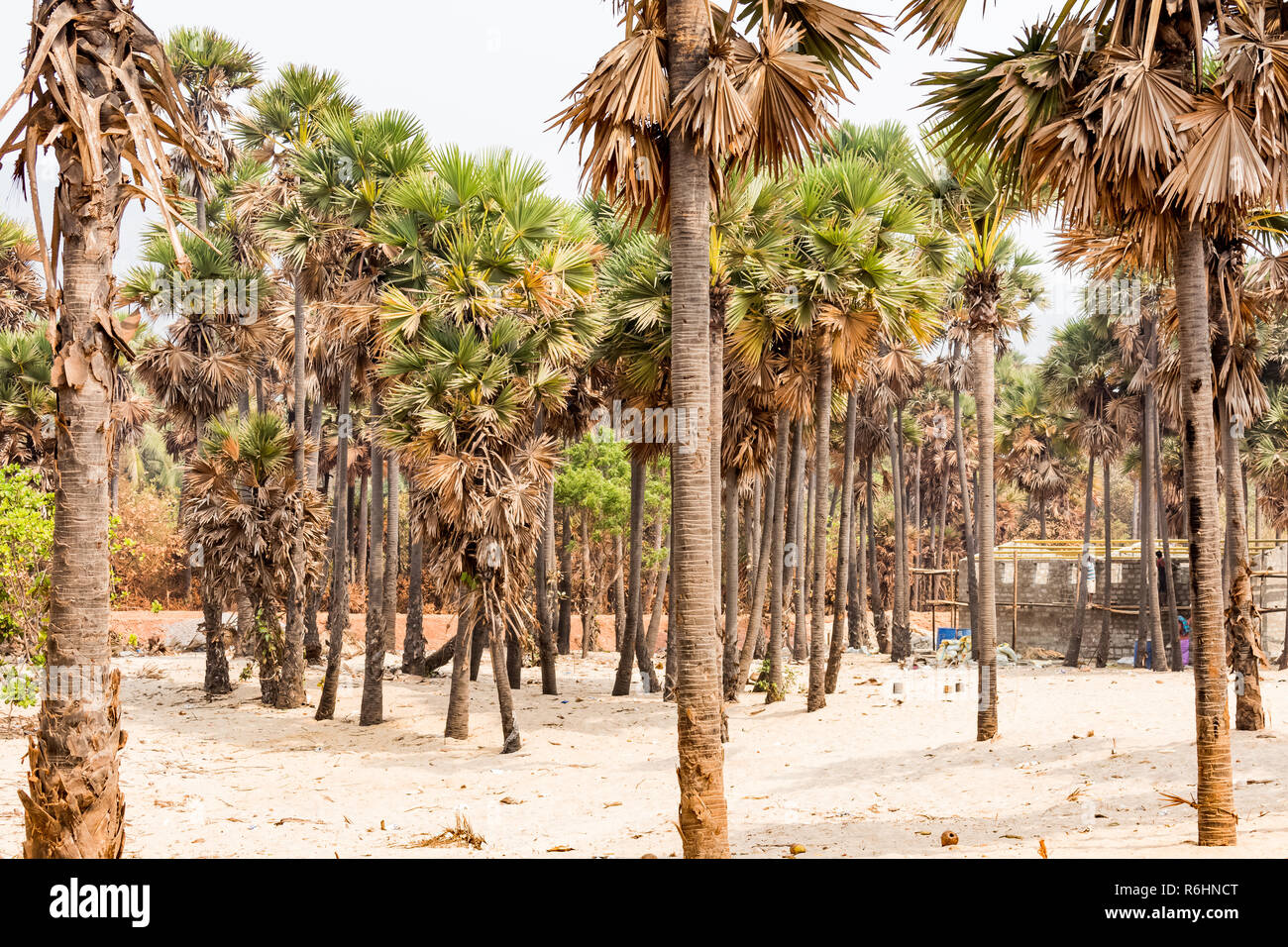 Green palm trees grow out of the red sand on the background of the blue ...