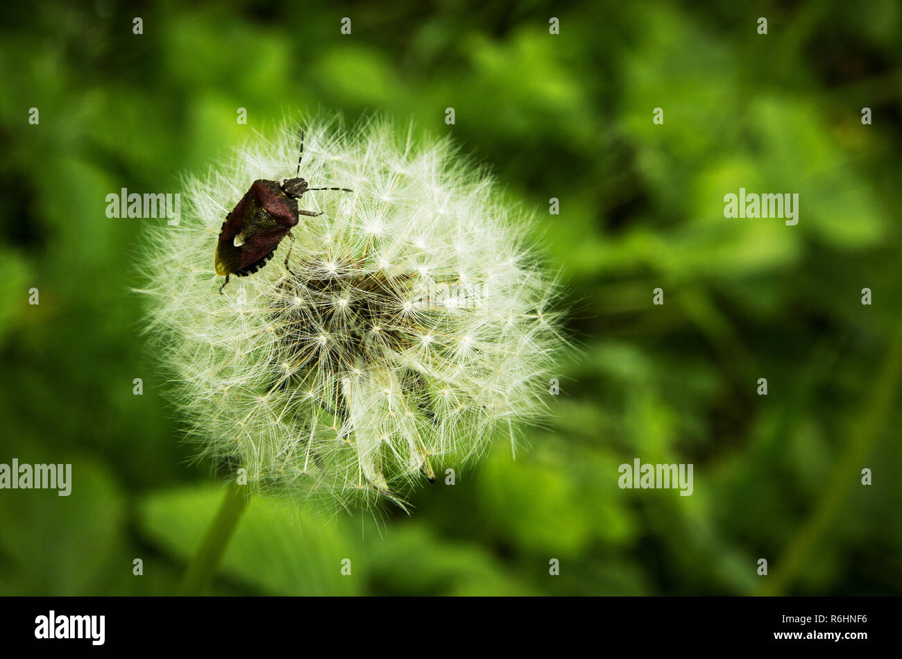 Fluffy bug hi-res stock photography and images - Alamy