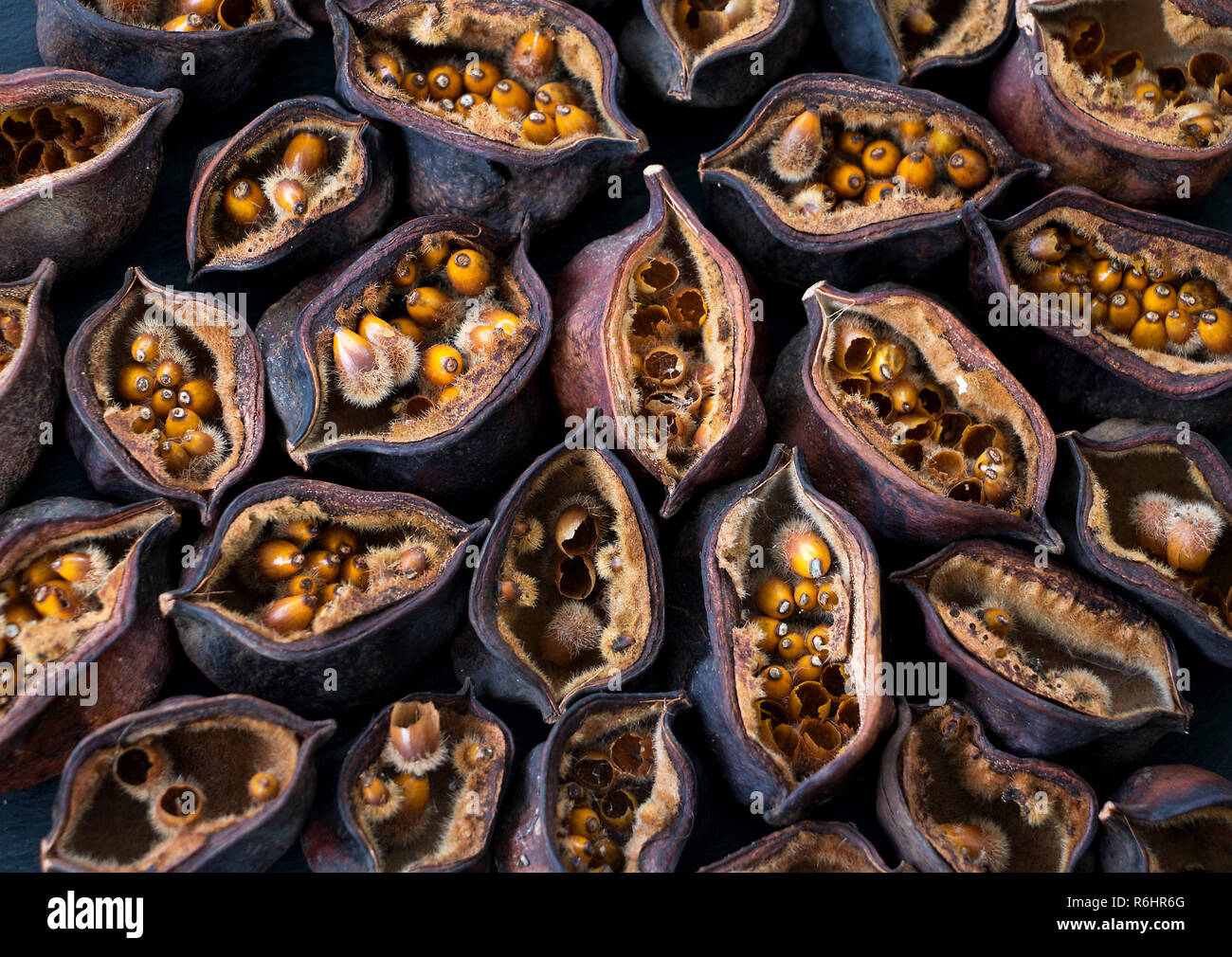 a plant texture of dried and burst seed pods Stock Photo - Alamy