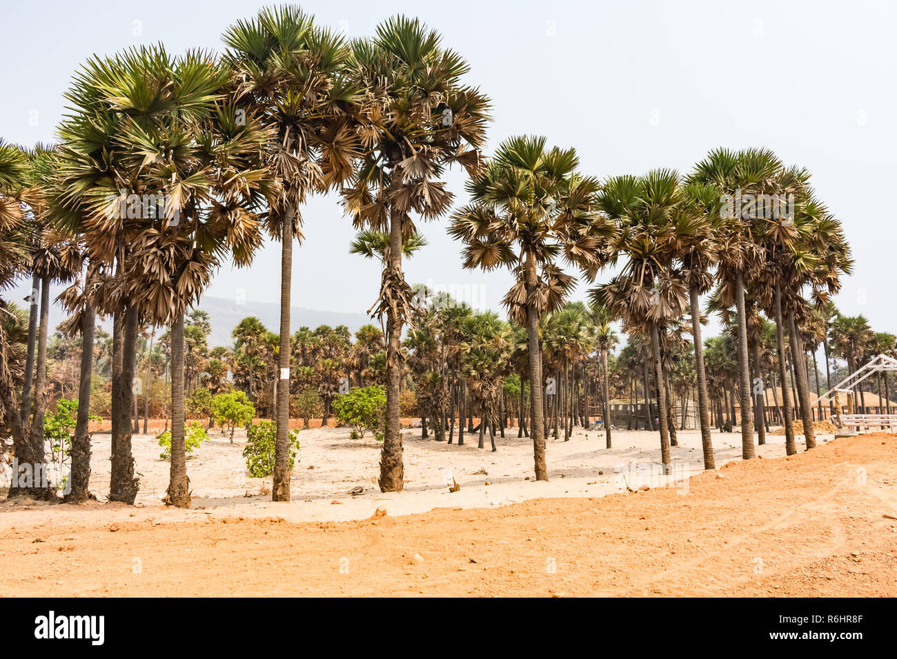 Green palm trees grow out of the red sand on the background of the blue ...