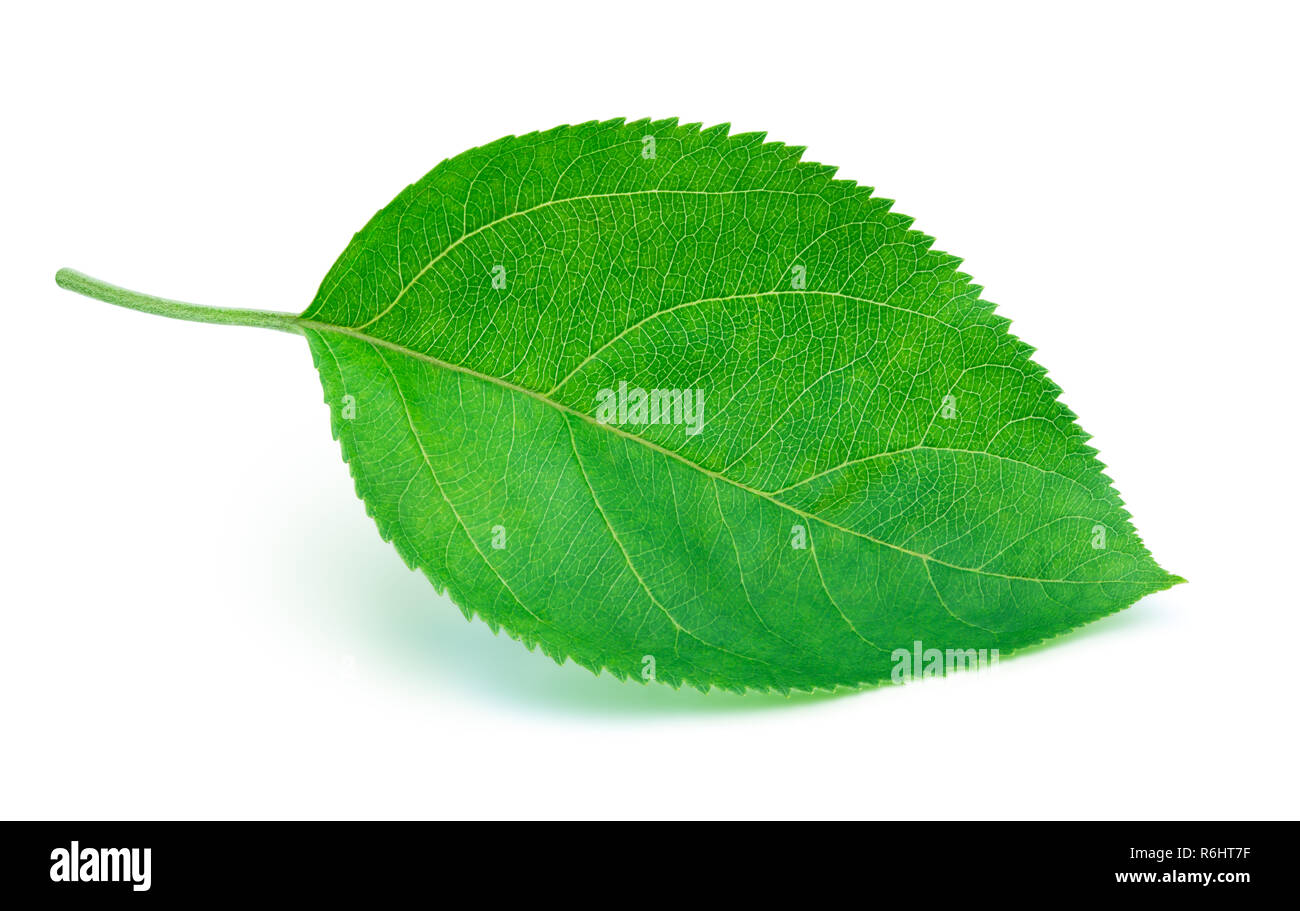Apple leaf isolated on a white background with clipping path. One of ...