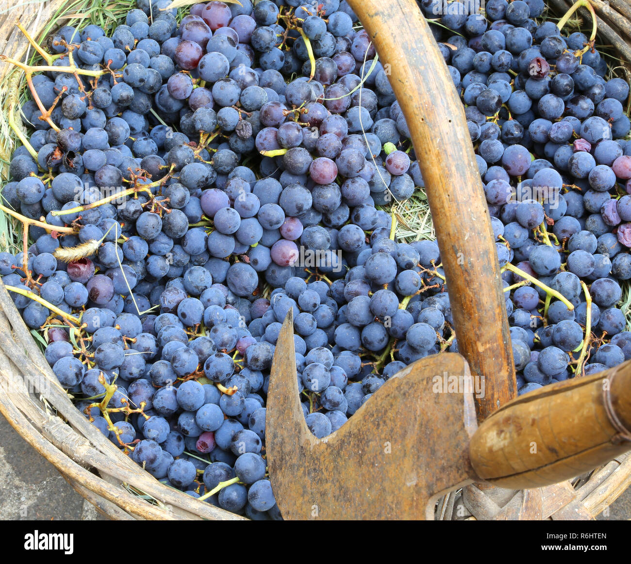 ripe grapes in the basket after harvesting in the vineyard Stock Photo ...