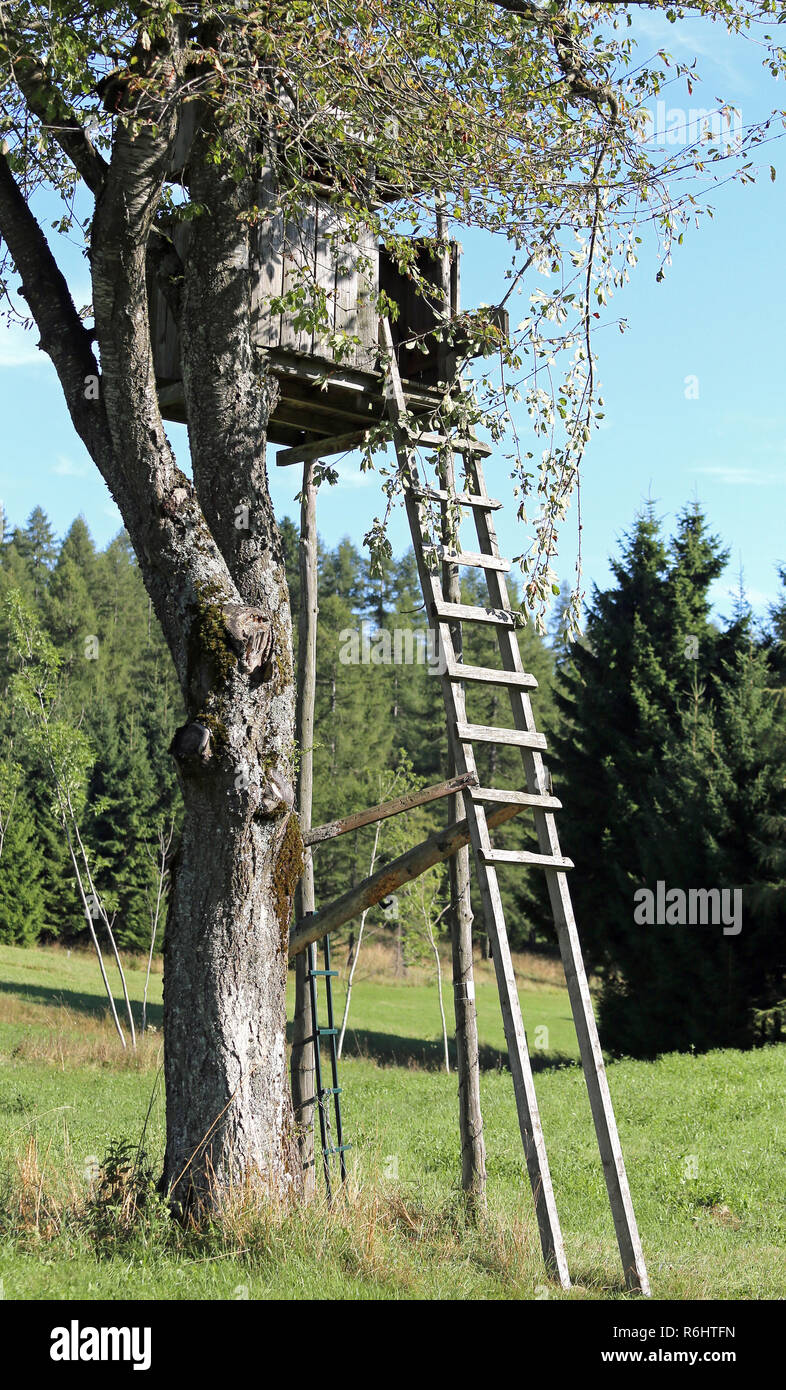 camouflaged shed to hunting over a big tree Stock Photo - Alamy