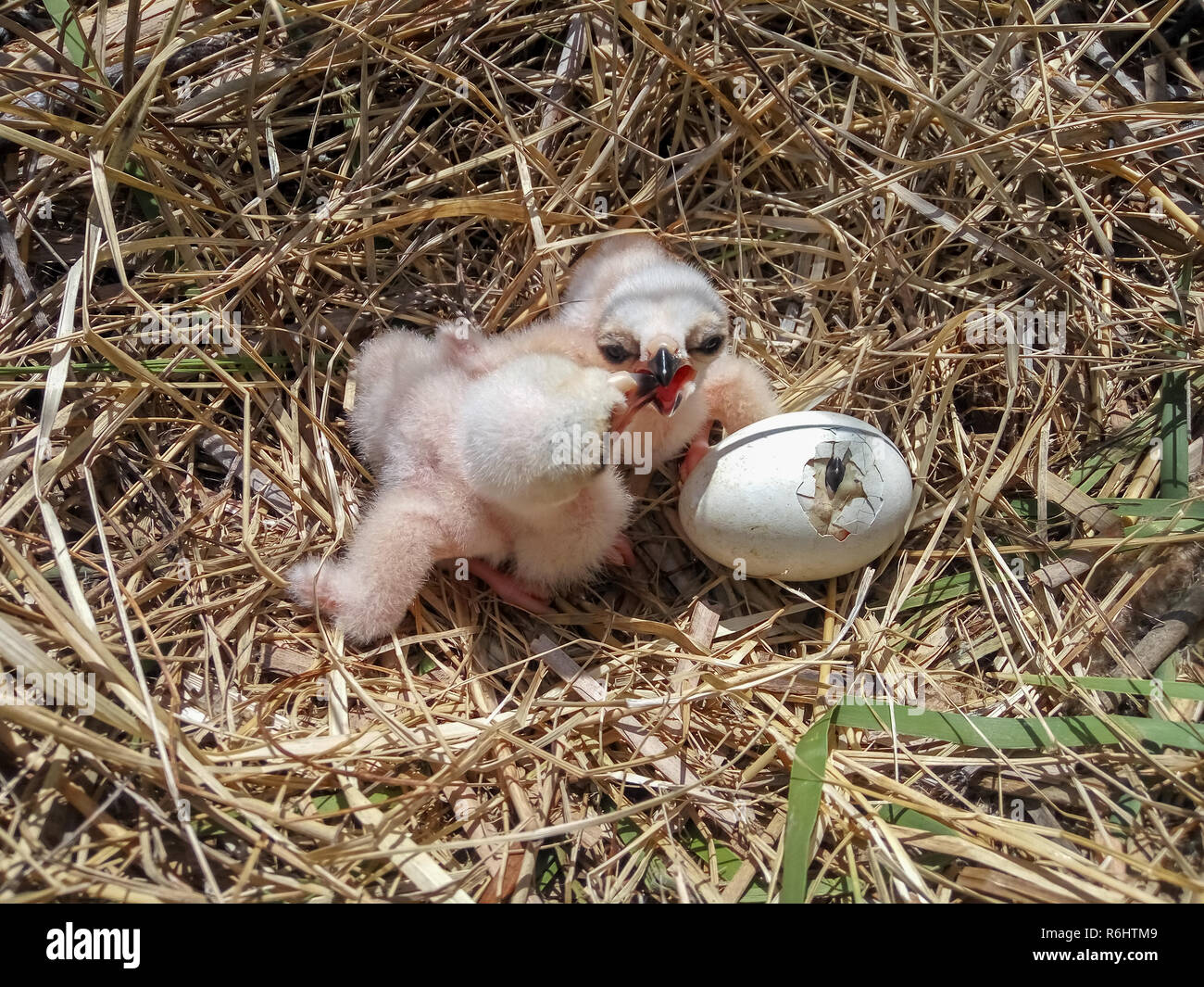 Baby hawk hatching hi-res stock photography and images - Alamy