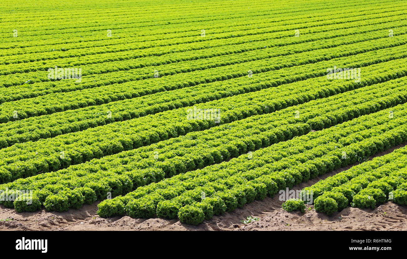 field of lettuce grown on soil with sand in summer Stock Photo - Alamy