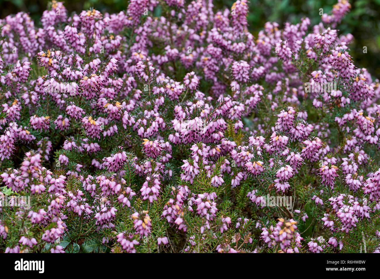 Erica x darleyensis ‘furzey hi-res stock photography and images - Alamy