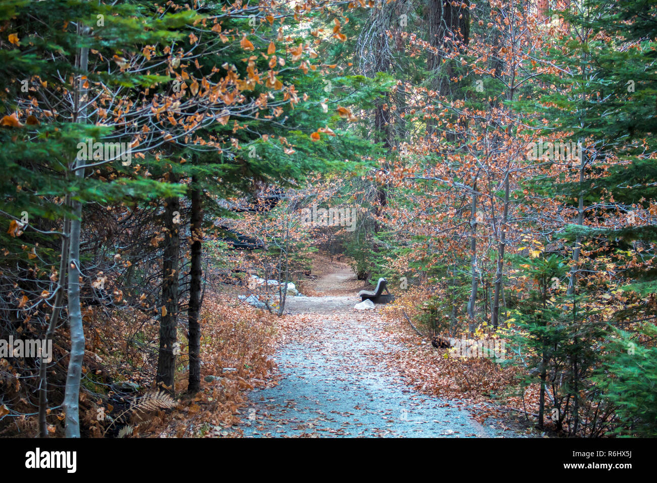 Beautiful path through the woods hi-res stock photography and images ...