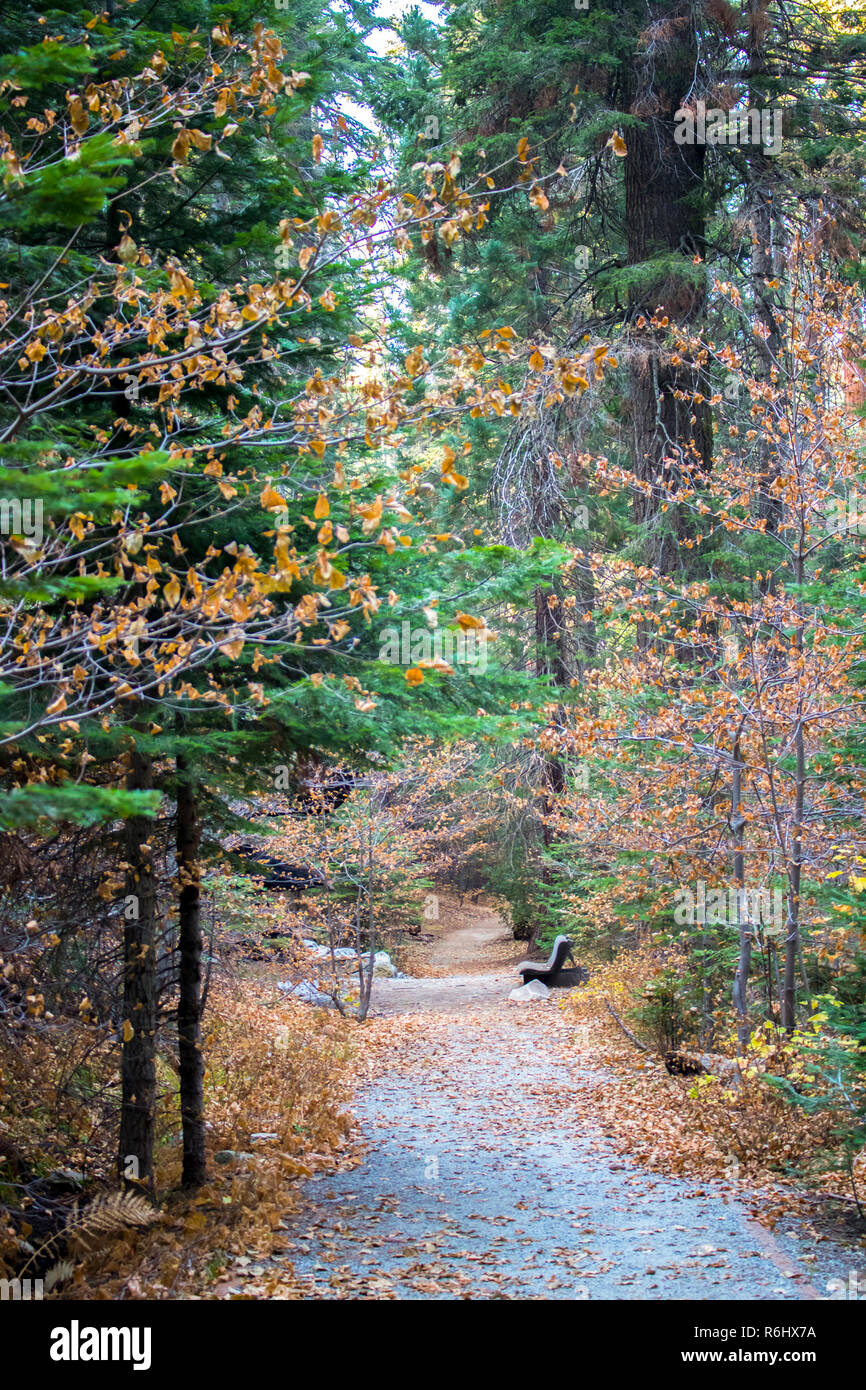 Redwood trees autumn hi-res stock photography and images - Alamy