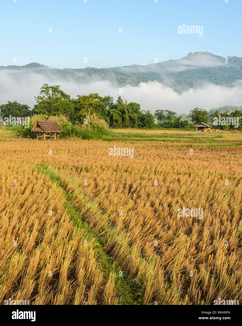 Morning view of rice field after harvesting with fog over the mountain ...
