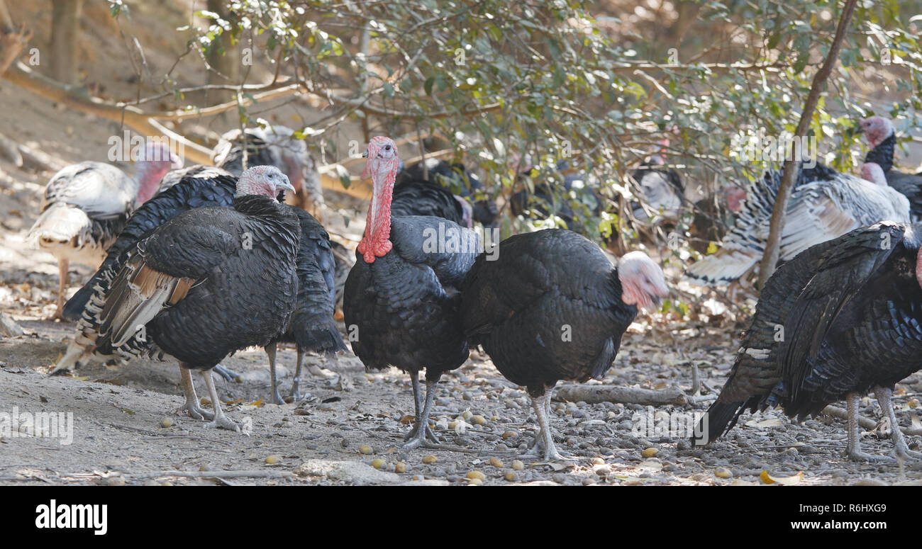 Wild Turkey in pasture Stock Photo - Alamy