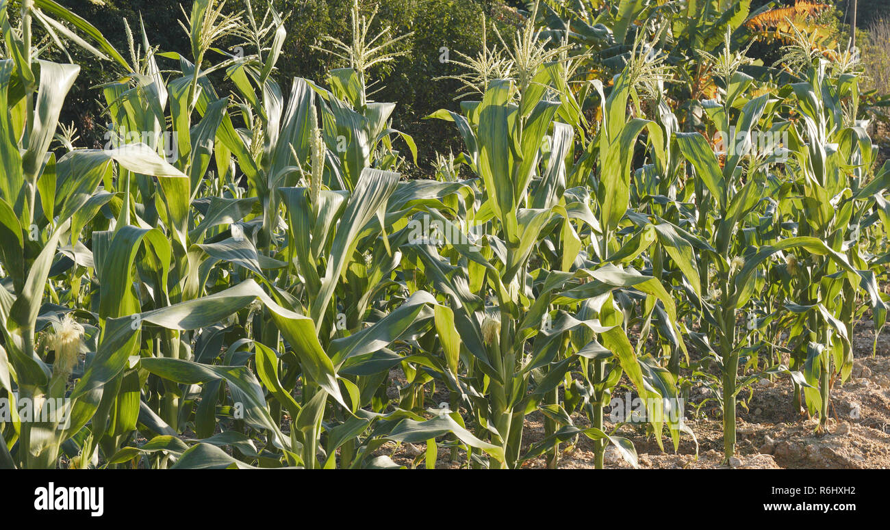 Corn field under sunlight Stock Photo - Alamy