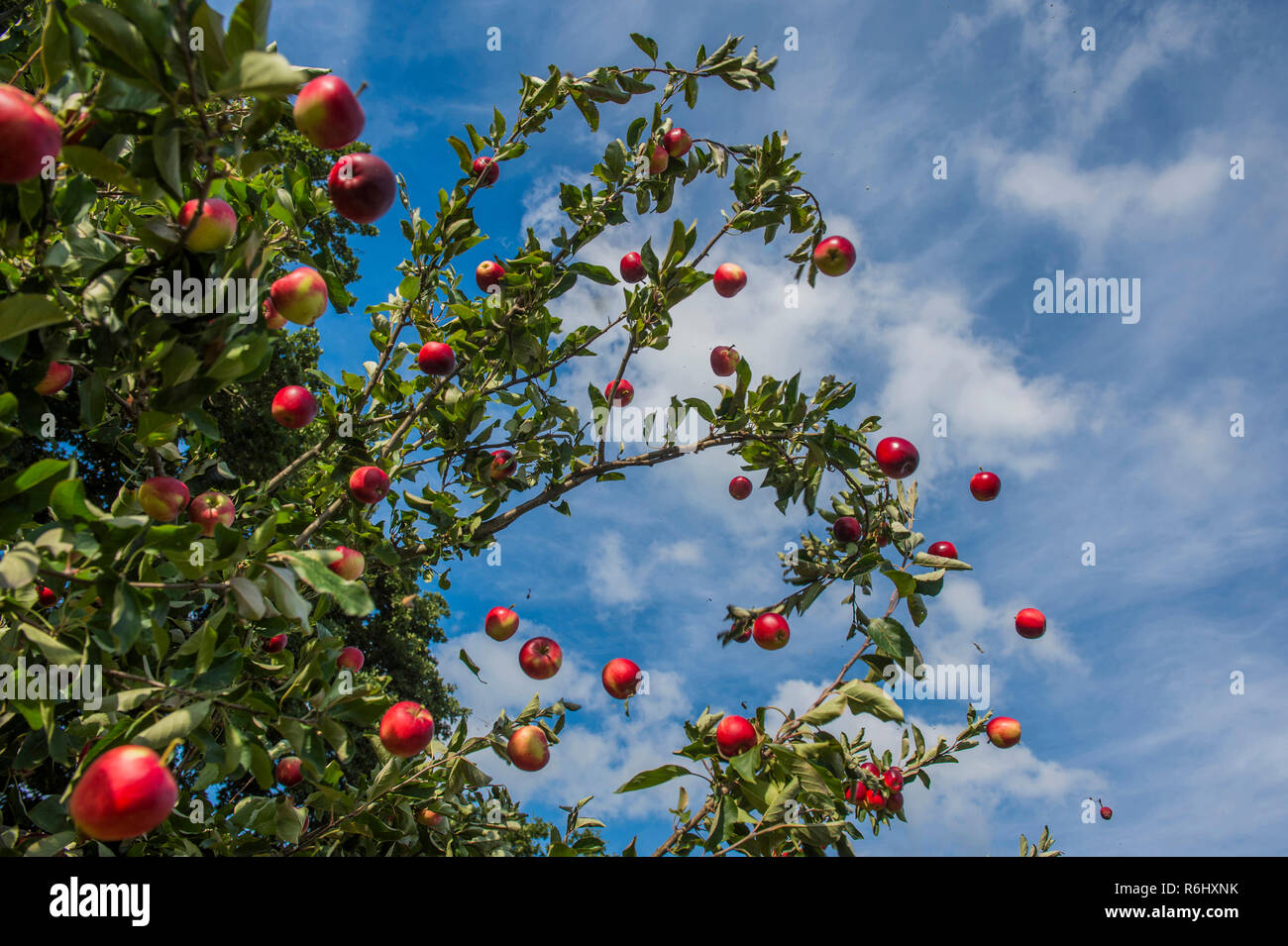 Katy Apple High Resolution Stock Photography and Images - Alamy