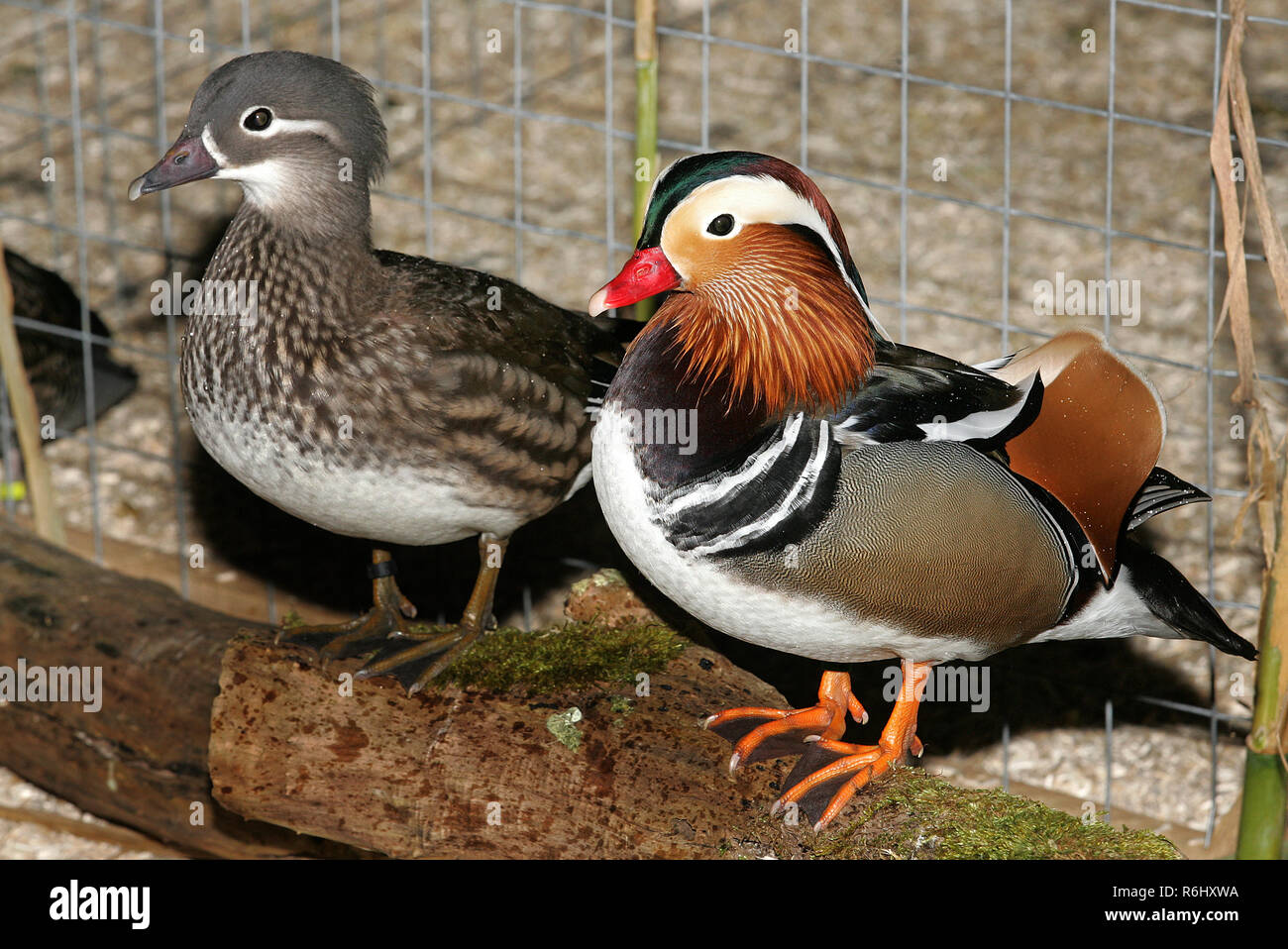mandarin duo couple Stock Photo - Alamy