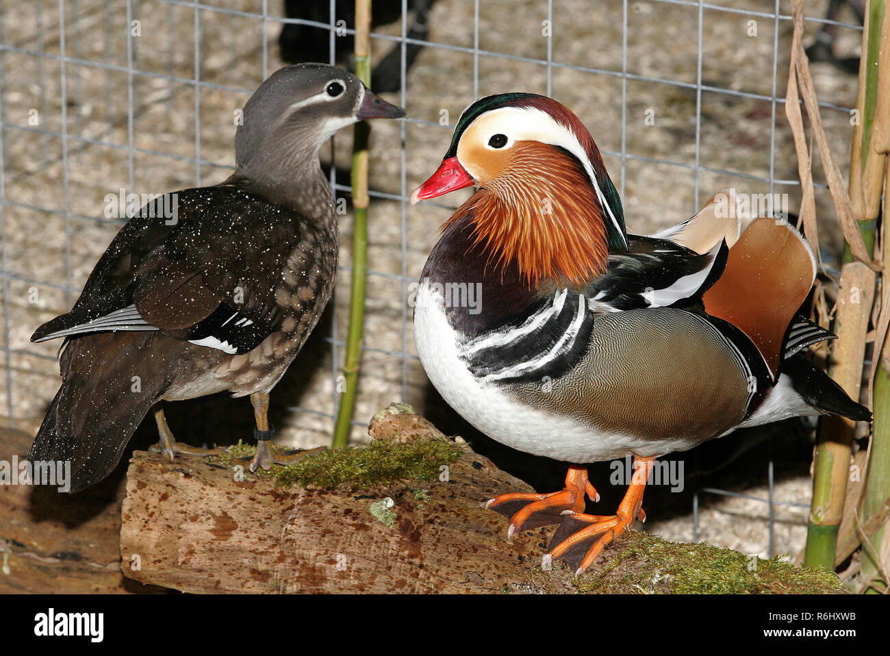 mandarin duo couple Stock Photo - Alamy