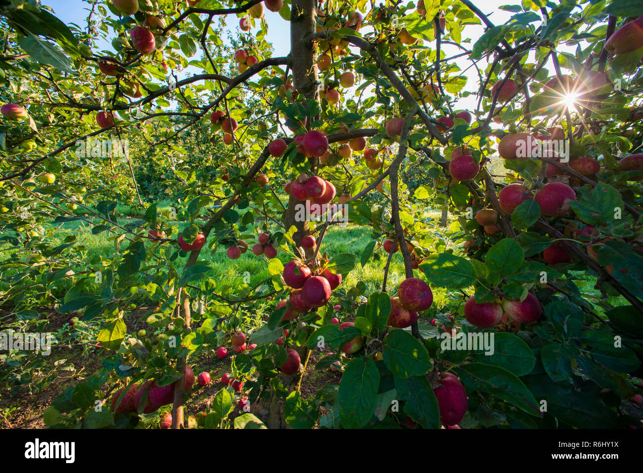 Scrumping apples hi-res stock photography and images - Alamy