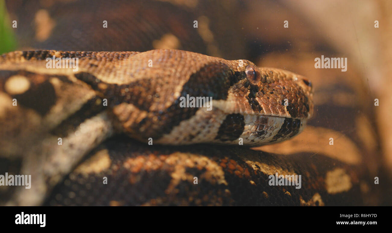 Eunectes murinus large hi-res stock photography and images - Alamy