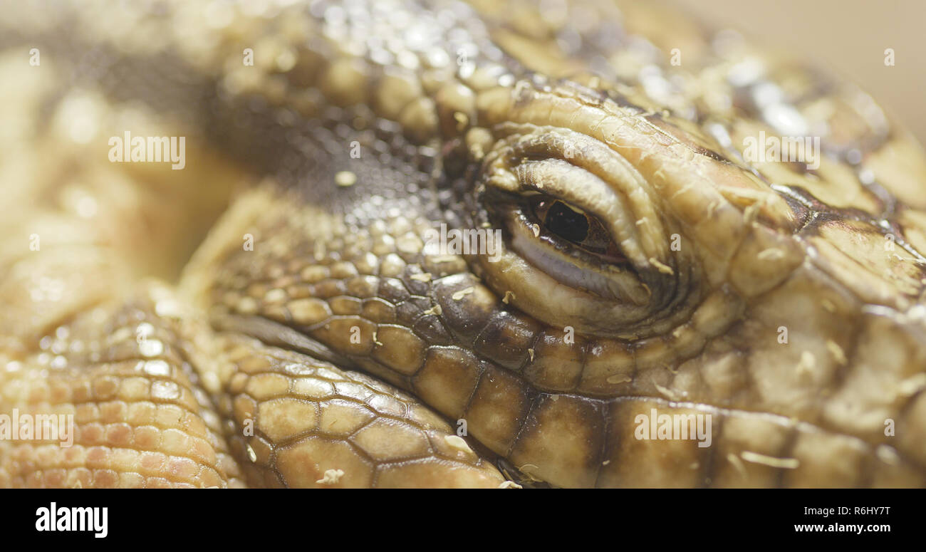 Collard Lizard High Resolution Stock Photography and Images - Alamy