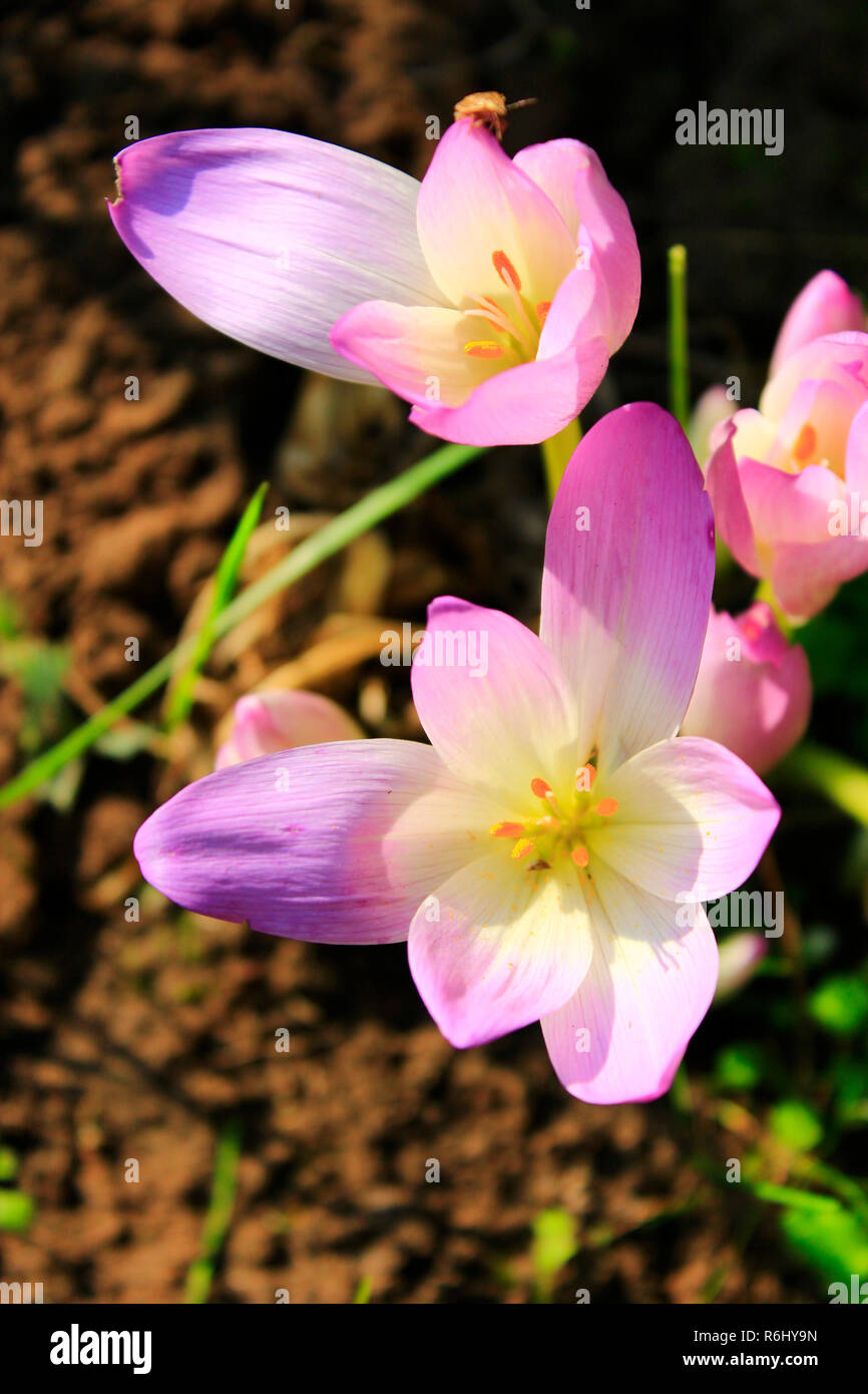 flowers of colchicum autumnale Stock Photo - Alamy