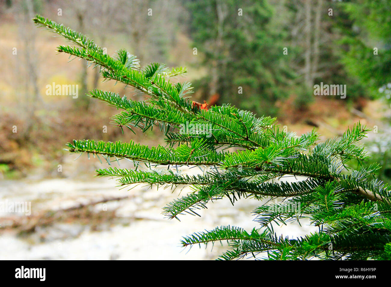 Green furtree hi-res stock photography and images - Alamy