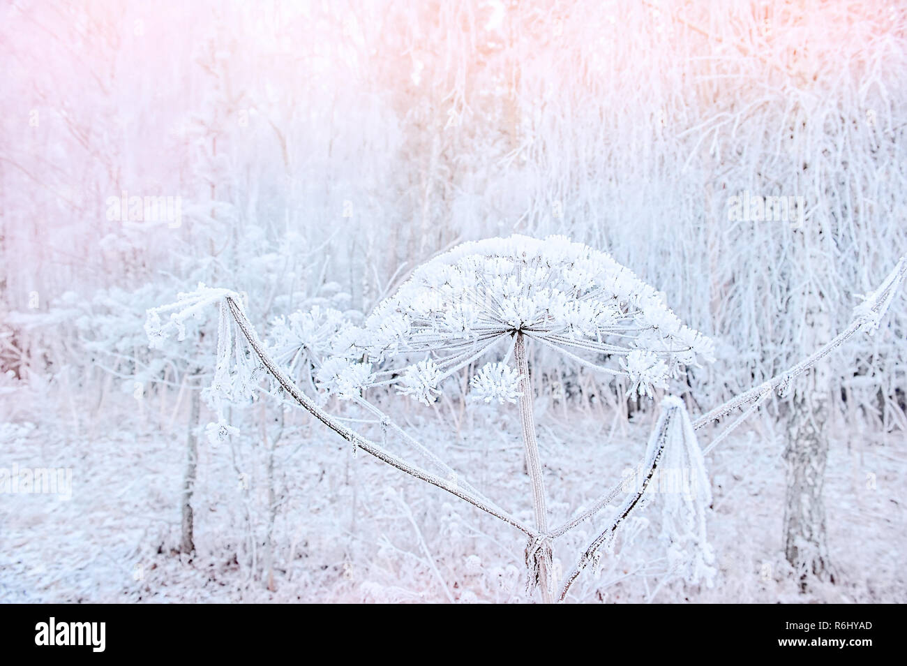 Weed on a map hi-res stock photography and images - Alamy