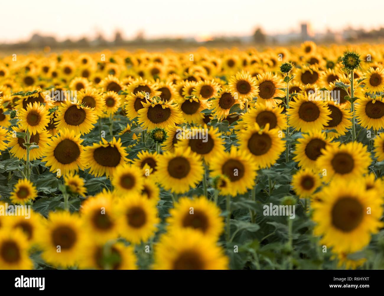 Sunflowers field near Arles in Provence, France Stock Photo - Alamy