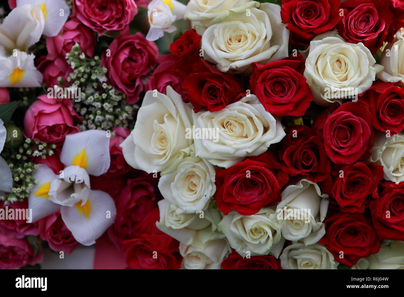 Multi colored roses hi-res stock photography and images - Alamy