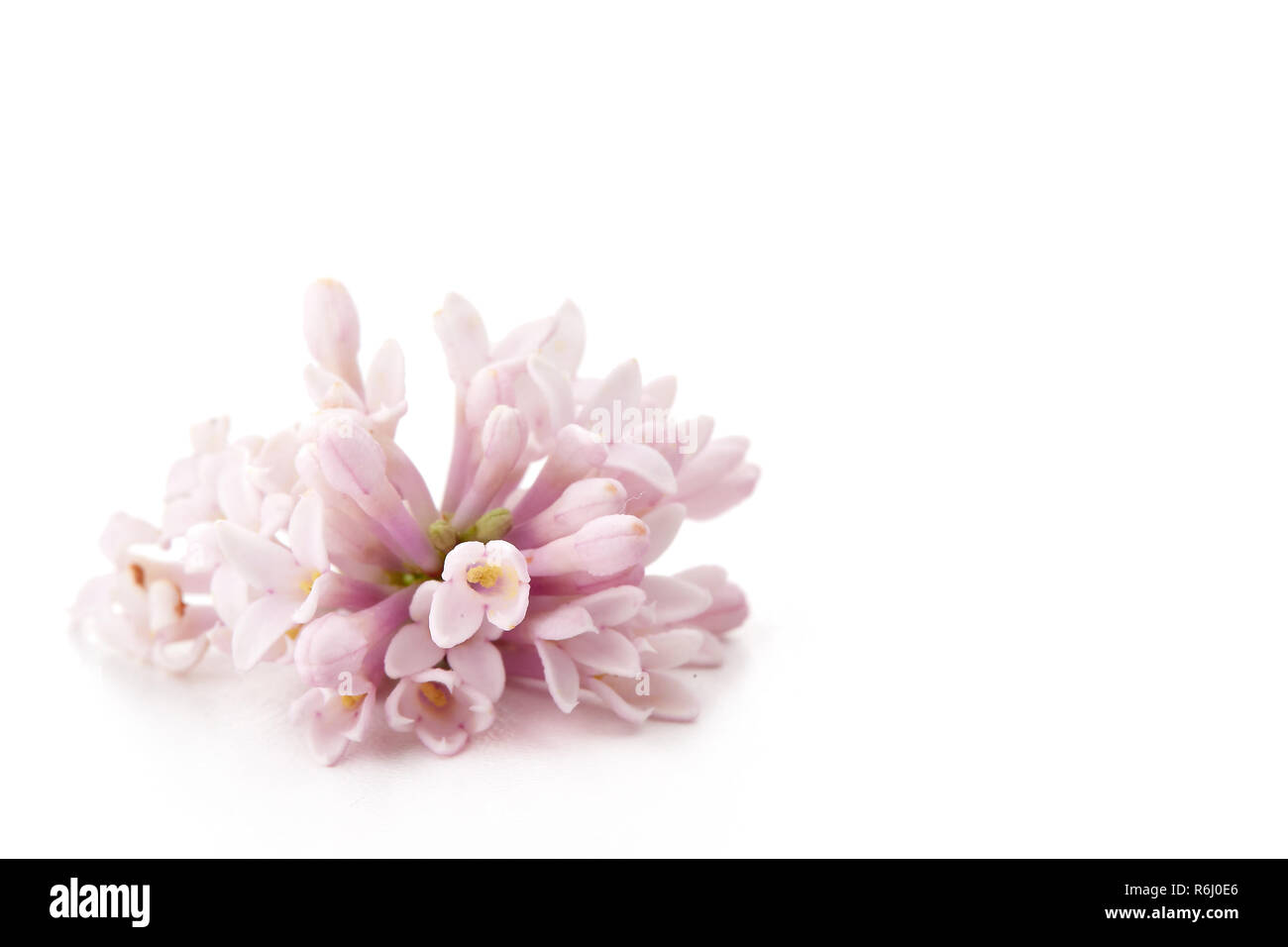Lilac flower (syringa Stock Photo - Alamy