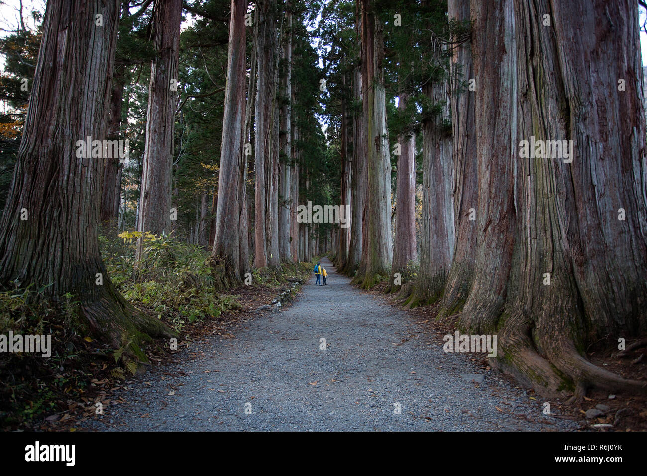 Sugi tree japan hi-res stock photography and images - Alamy