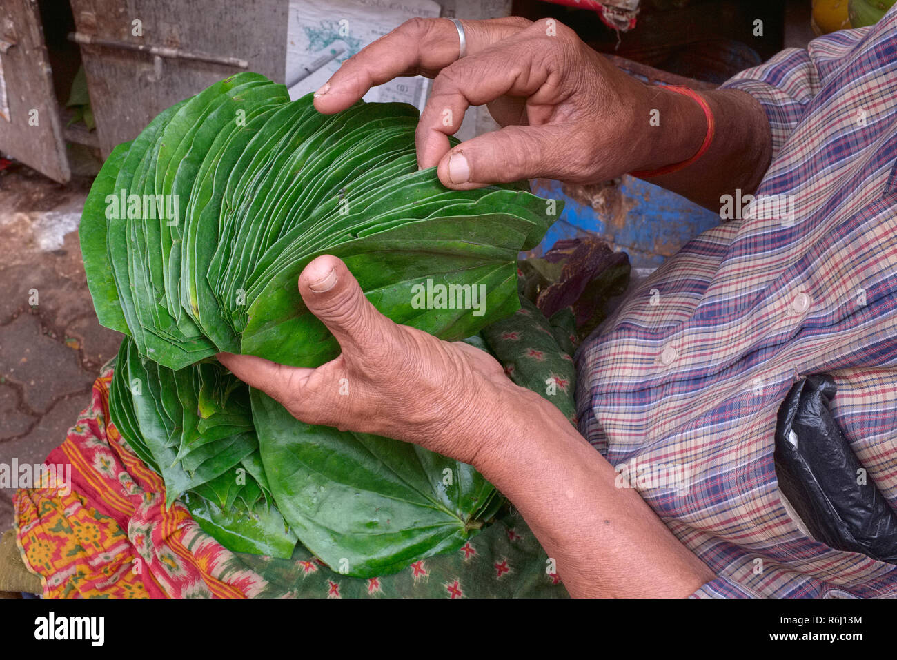 An Indian betel vendor with betel leaves (Lat.: piper betle); the ...
