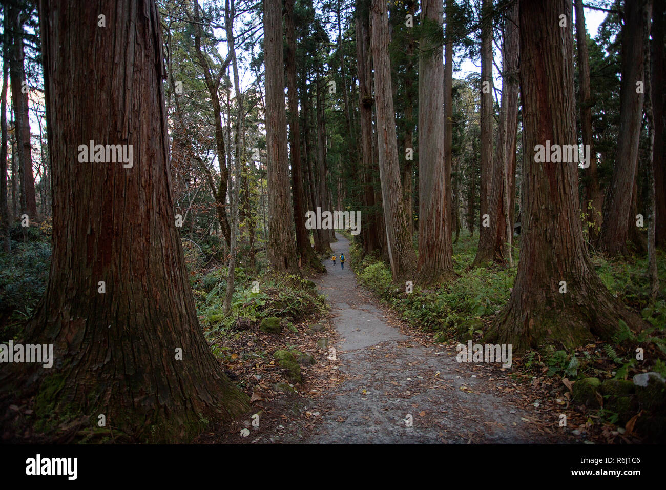 Mother and son in yellow jackets walking on pathway trough ancient ...