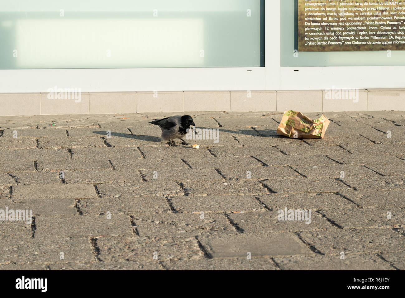 hooded crow searching for food Stock Photo - Alamy