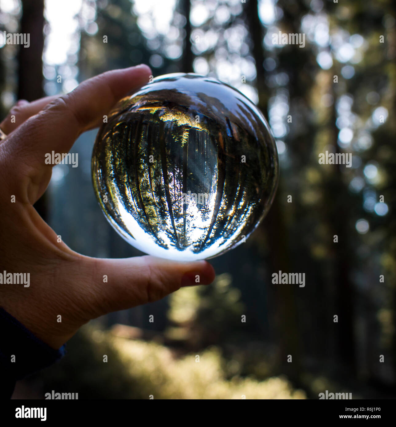 Light coming through trees hi-res stock photography and images - Alamy