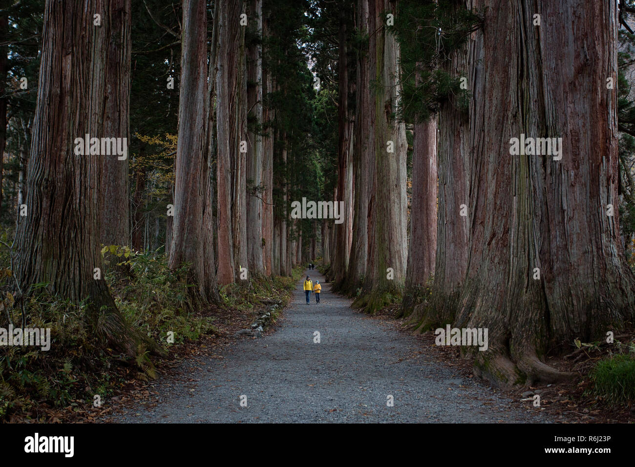 Mother and son in yellow jackets walking on pathway trough ancient ...
