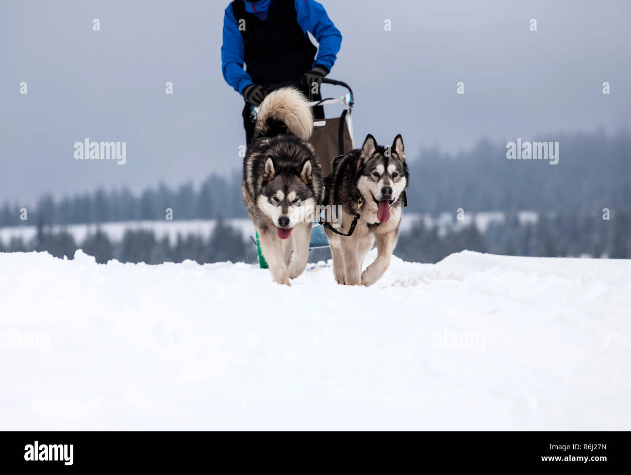 Sledding with husky dogs in Romania Stock Photo - Alamy