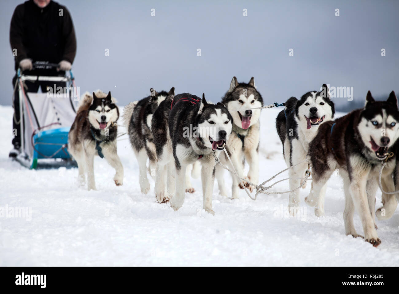 Sledding with husky dogs in Romania Stock Photo - Alamy