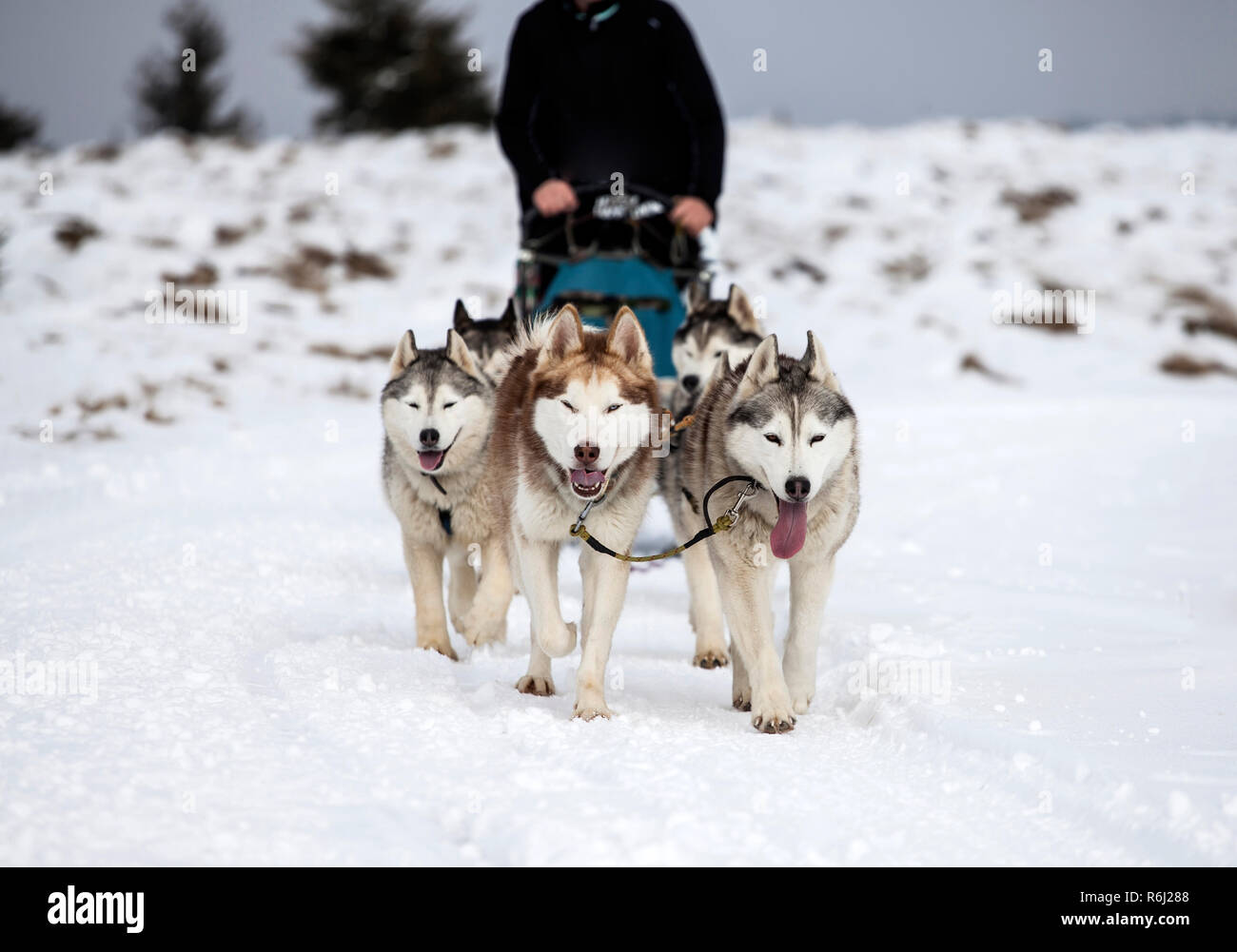 Sledding with husky dogs in Romania Stock Photo - Alamy