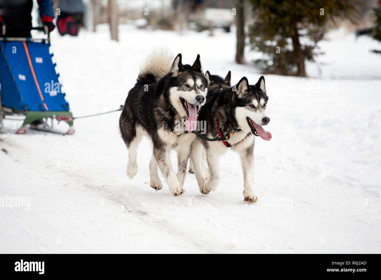 Sledding with husky dogs in Romania Stock Photo - Alamy
