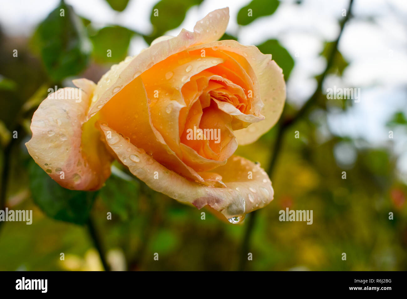 Wilted old rose Stock Photo - Alamy