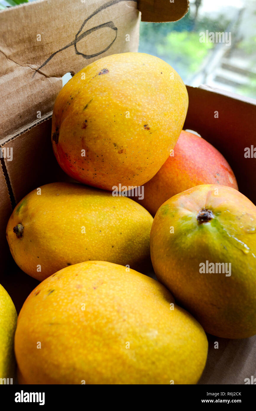 Box of mangoes hi-res stock photography and images - Alamy