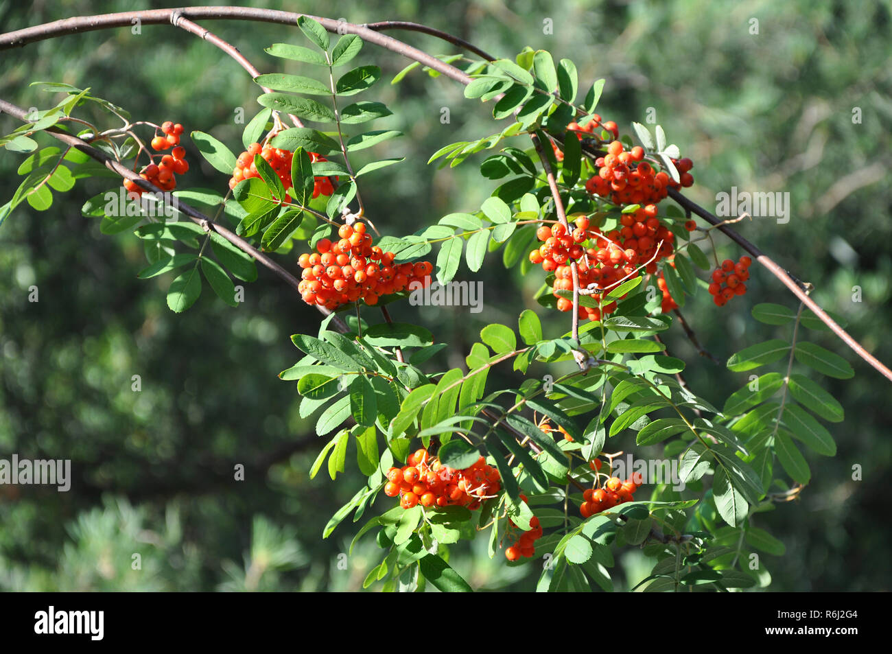 Rowanberry hi-res stock photography and images - Alamy