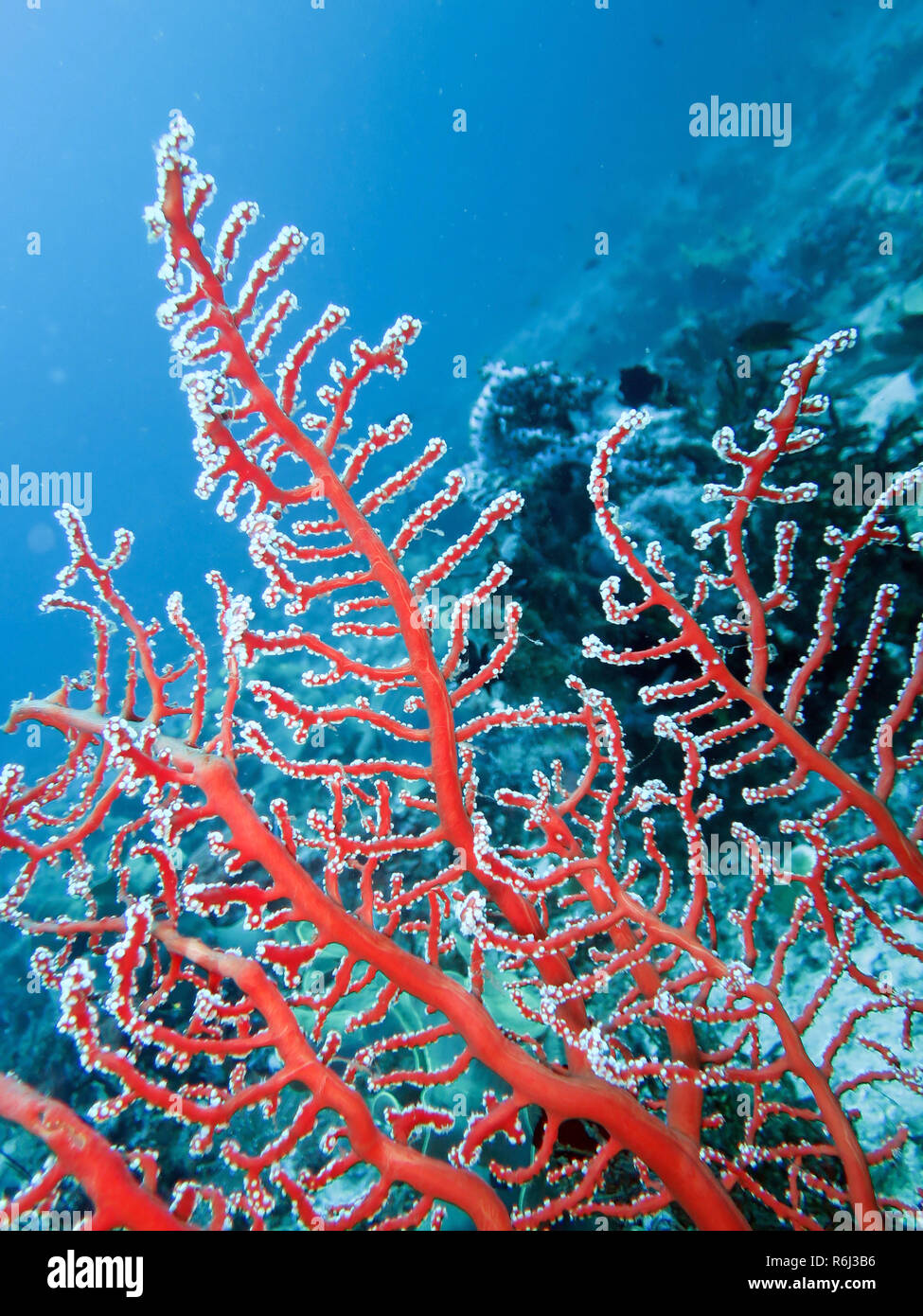 red gorgonia with white polyps Stock Photo - Alamy
