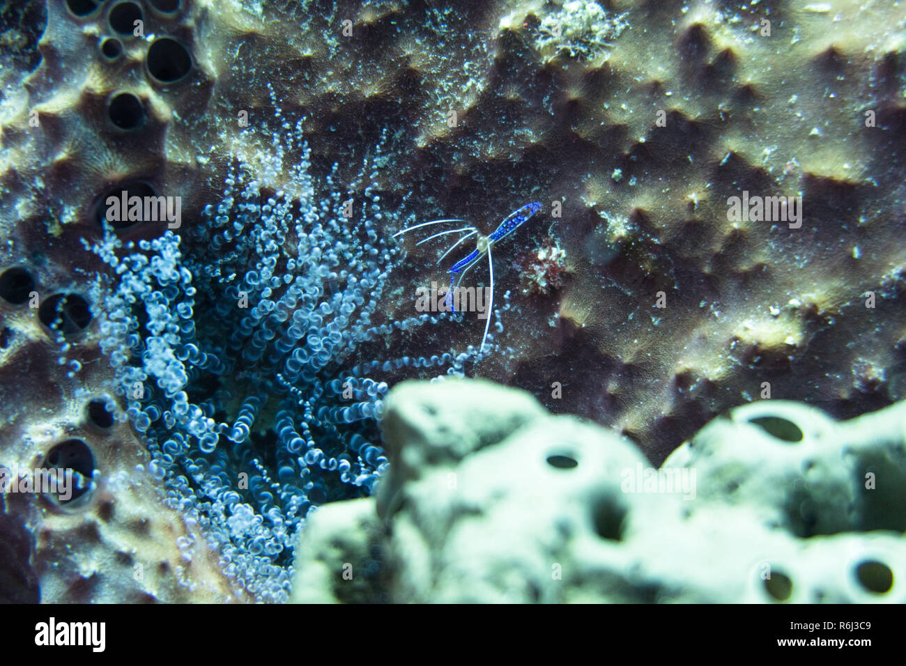 Underwater Blue pederson cleaner shrimp with its symbiotic translucent ...